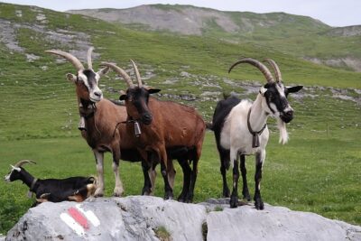 Alpine Goat - Breed Profile - Goat Journal
